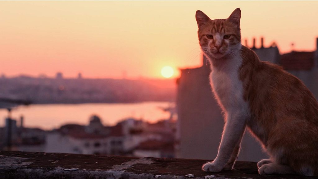 Documental "Kedi": Los gatos, compañeros y maestros del saber vivir ...